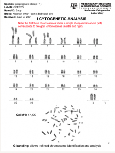Spring Rose the Geep: a Goat-Sheep Hybrid - Goat Journal